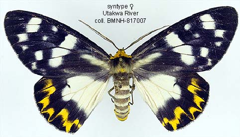 Papua Insects Foundation (Lepidoptera/Geometridae(Geometrinae ...